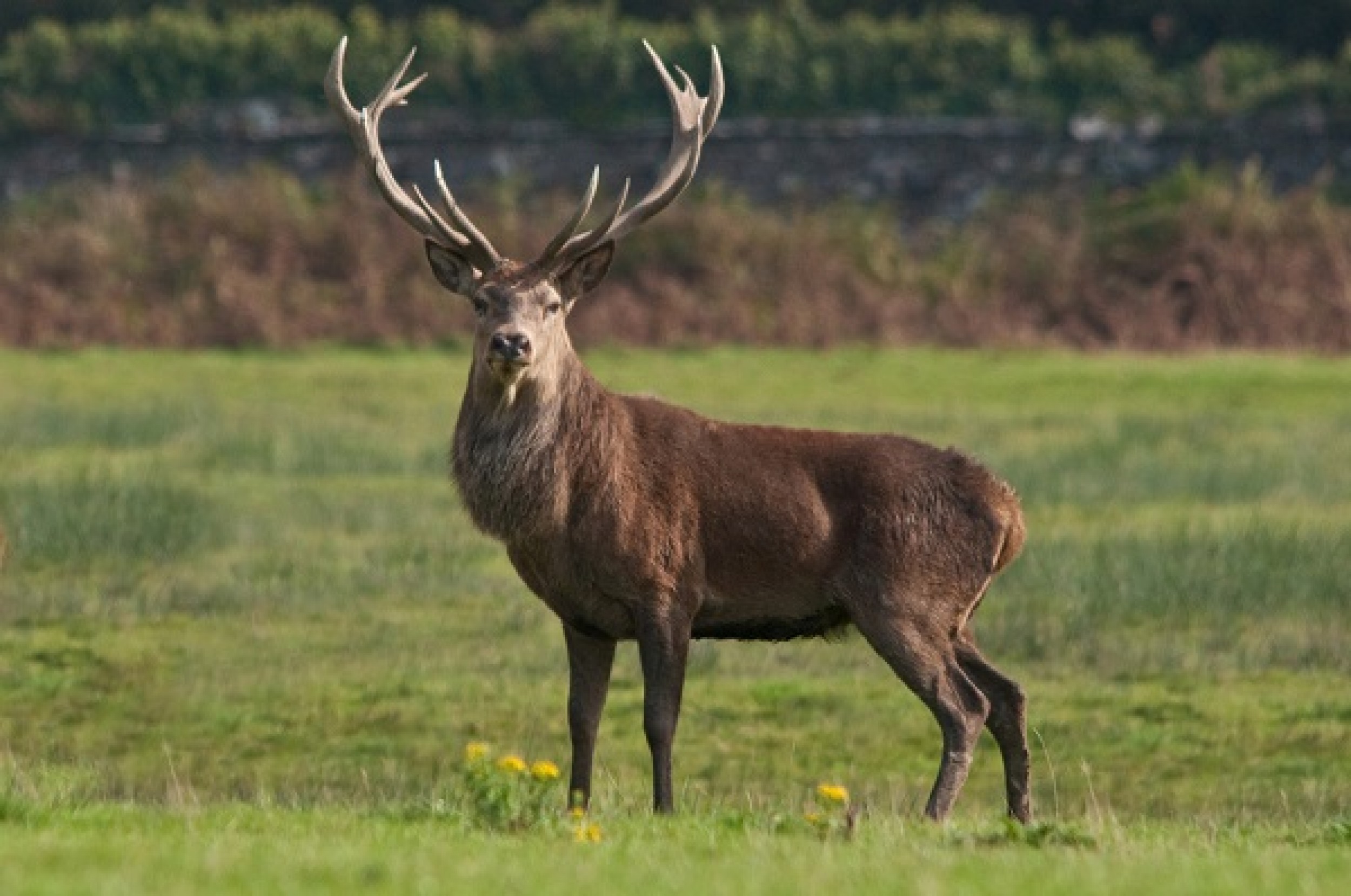 Agresszív szarvasbika ölte meg a gondozóját | Cool.hu